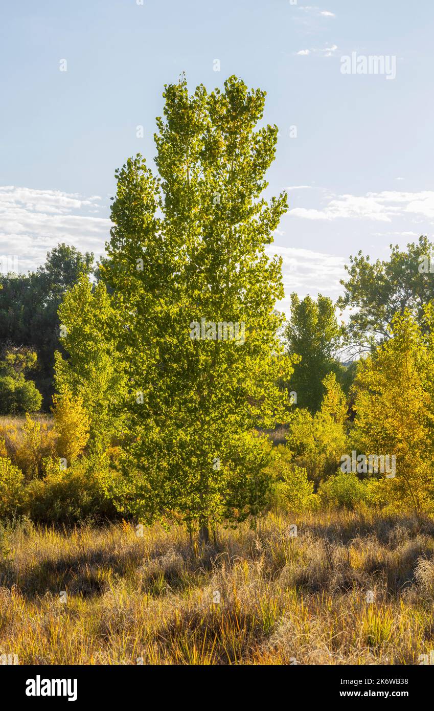 Scenery Autumn Landscape in Cherry Creek Valley Ecological Park ...