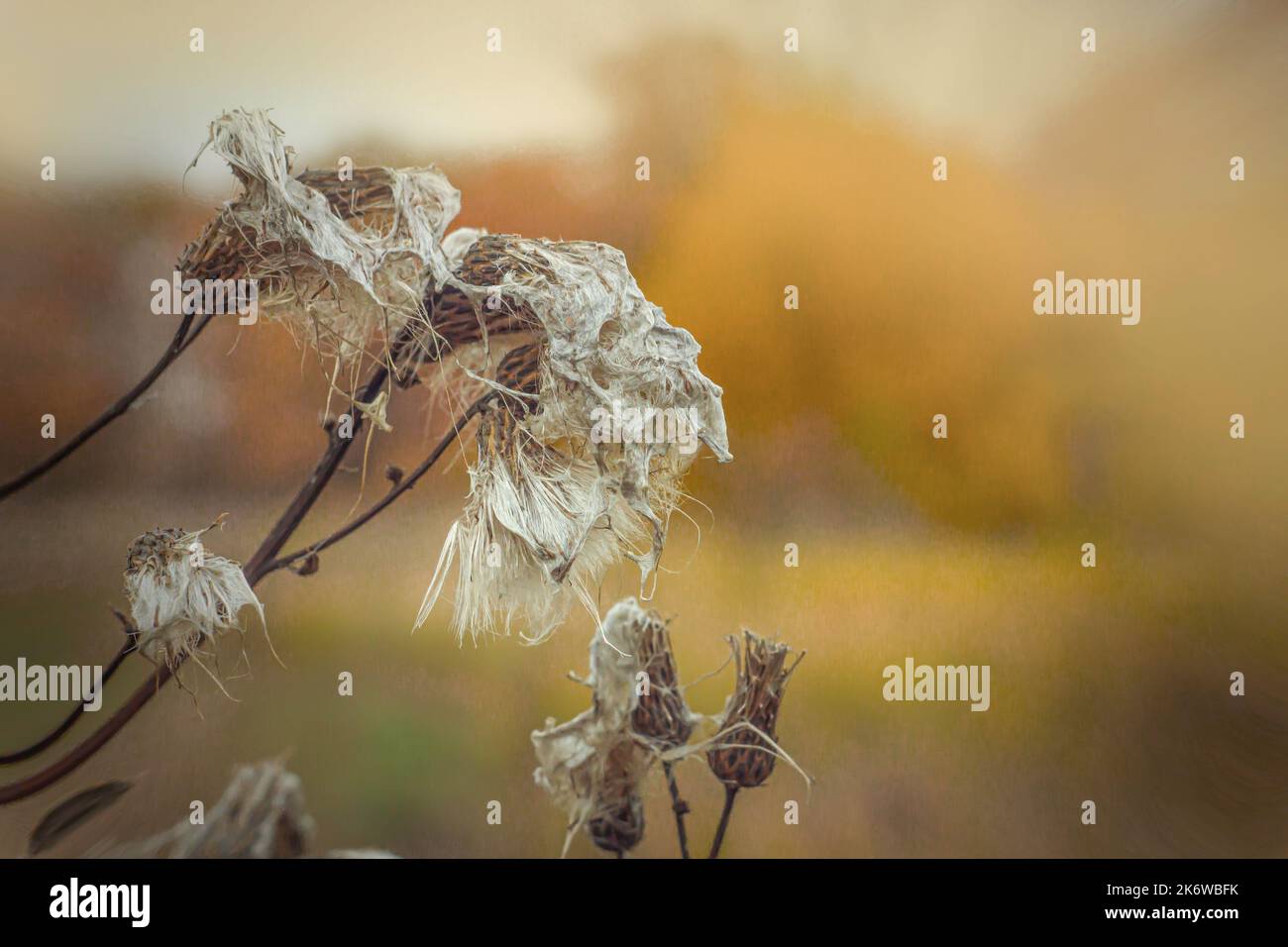 Dried weed stalks with fluffy sticky seeds Stock Photo - Alamy