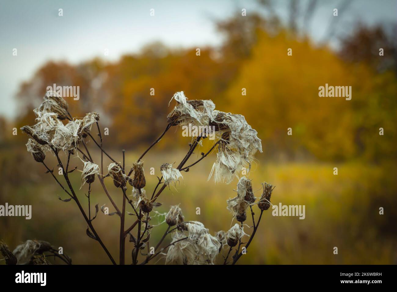 Fluffy dried grass hi-res stock photography and images - Alamy