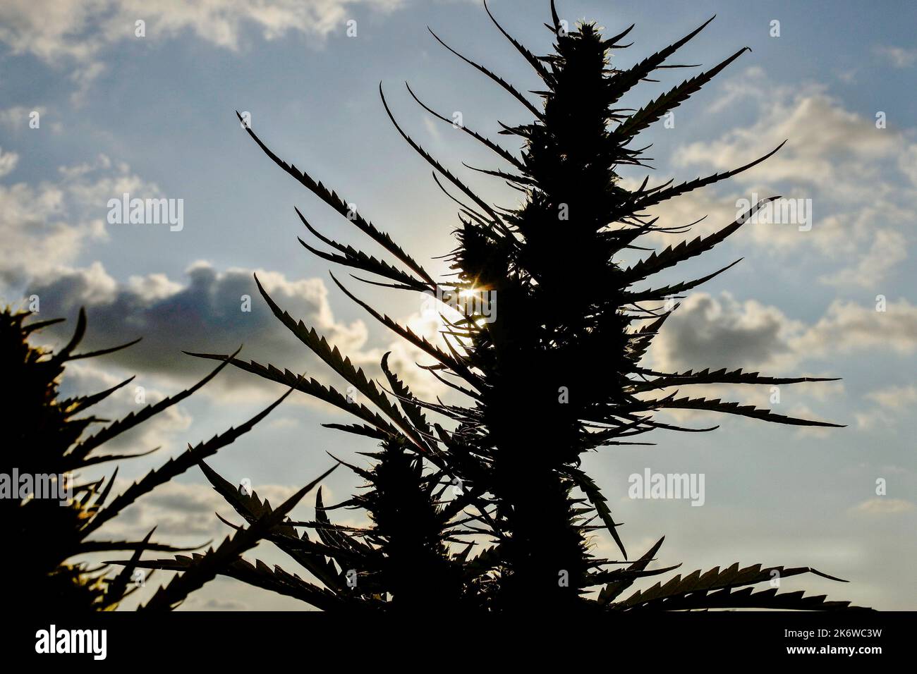 Bangkok, Thailand. 22nd Mar, 2020. A close up view of a mature ...