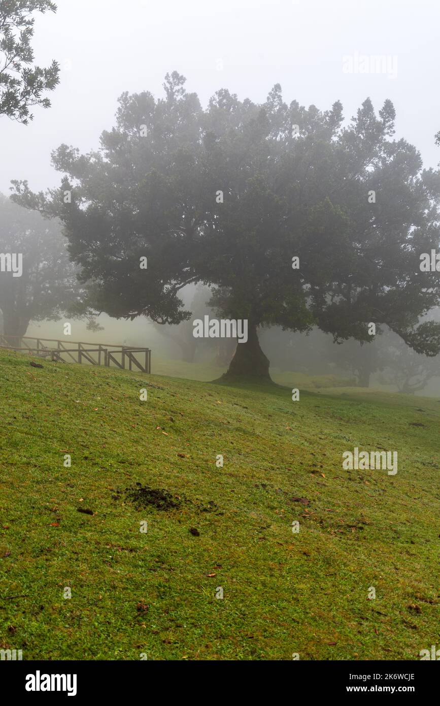Old laurel trees hi-res stock photography and images - Alamy