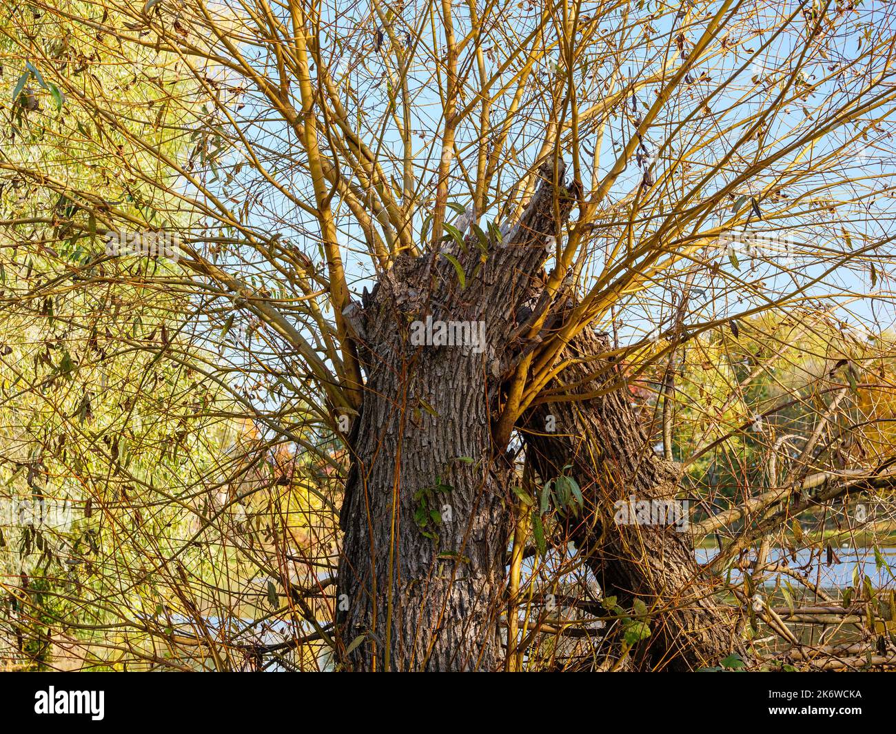 Tree broken in half over water after storm Stock Photo - Alamy