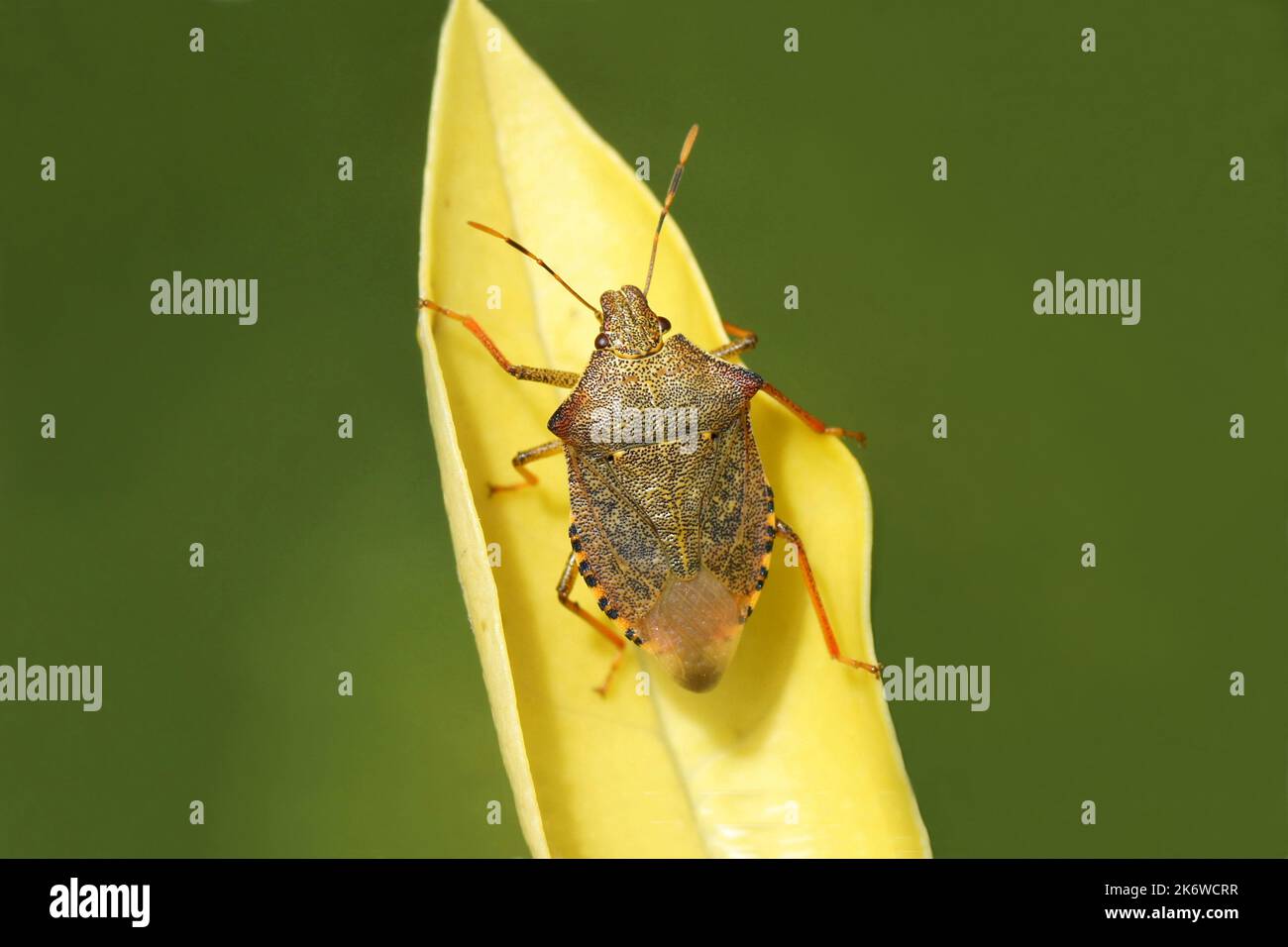 Closeup of the bug Arma custos. On a yellow green leaf of a privet ...