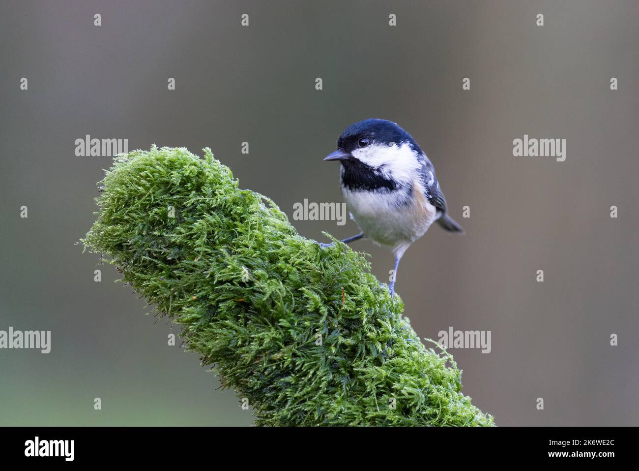 Coal tit [ Periparus ater ] on mossy stick Stock Photo - Alamy
