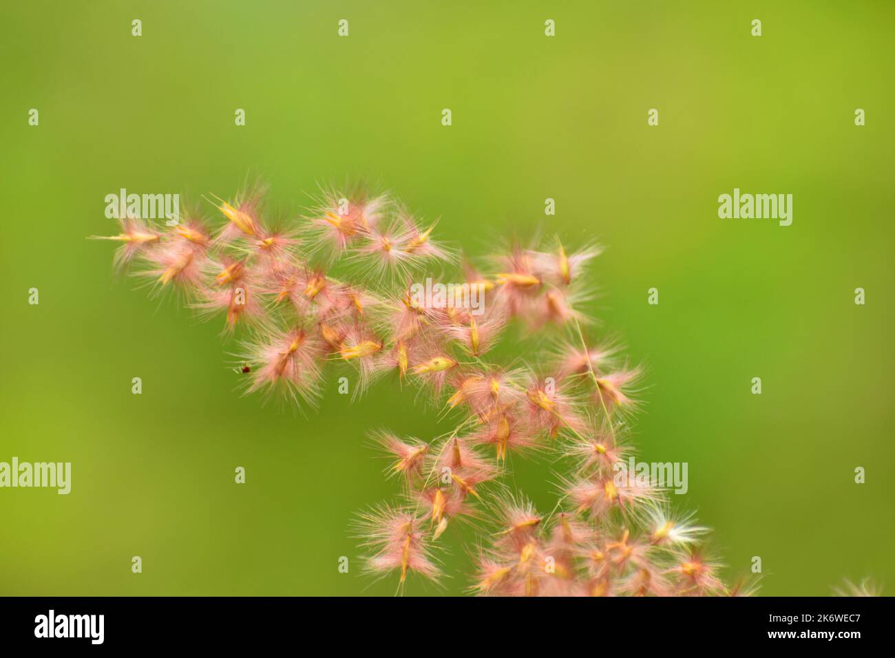 Hairy reddish grass seeds swaying in the wind against bokeh background ...