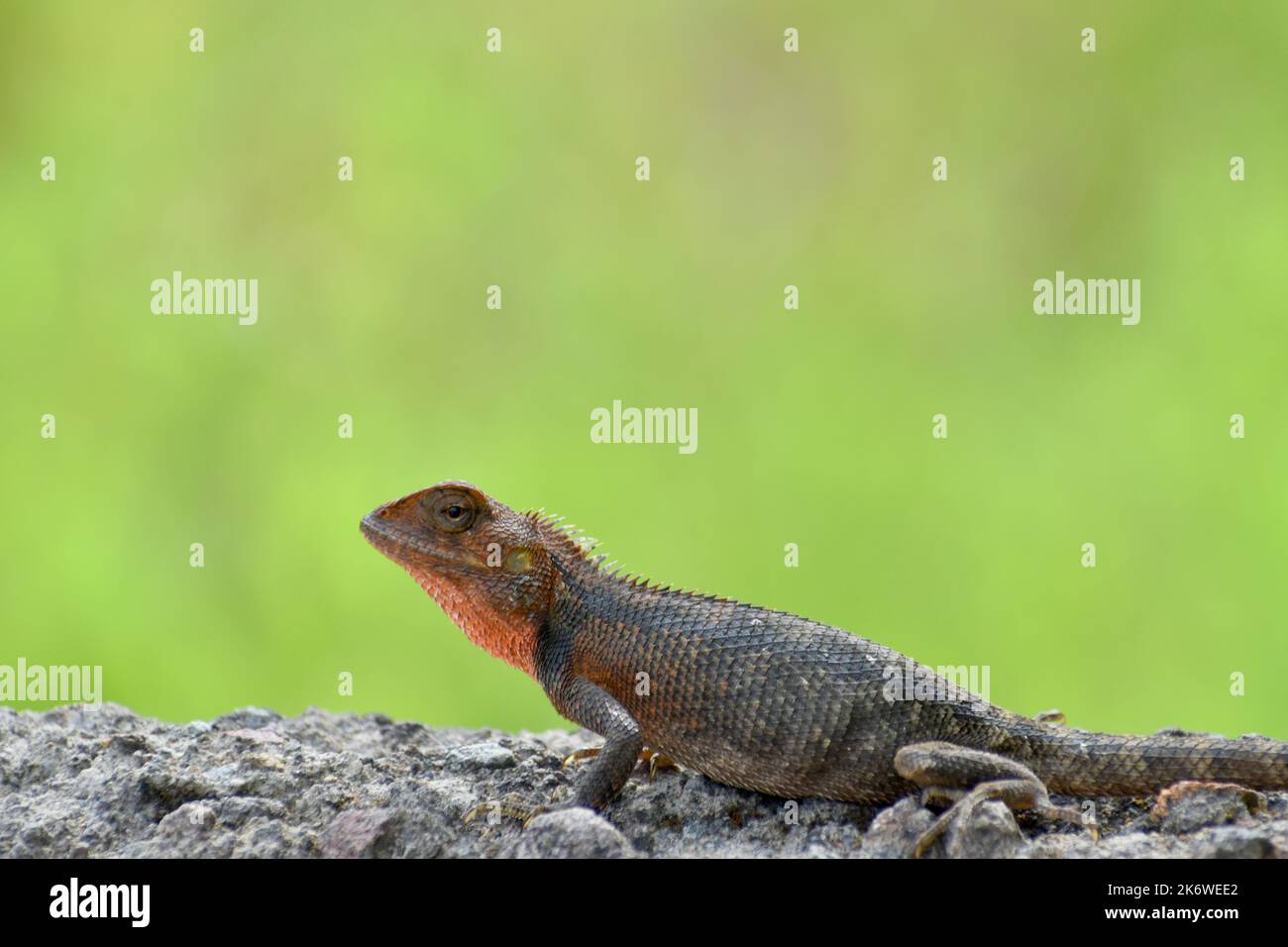 Oriental garden lizard sun bathing in the morning. Invasive species in ...