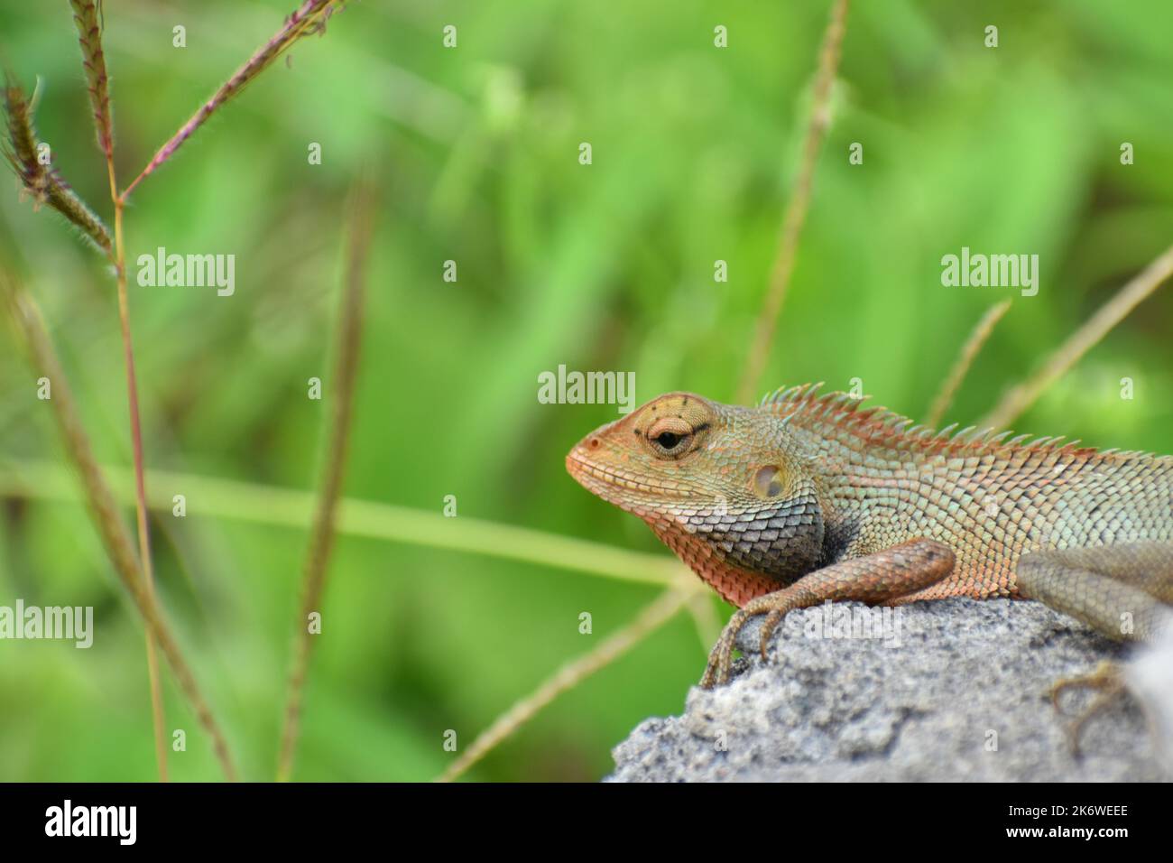 Oriental garden lizard sun bathing in the morning. Invasive species in ...