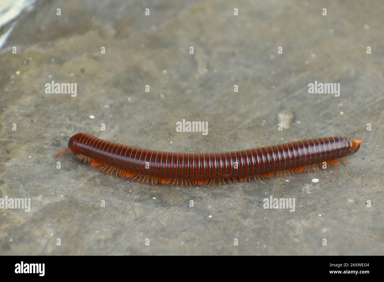 Millipede life cycle hi-res stock photography and images - Alamy