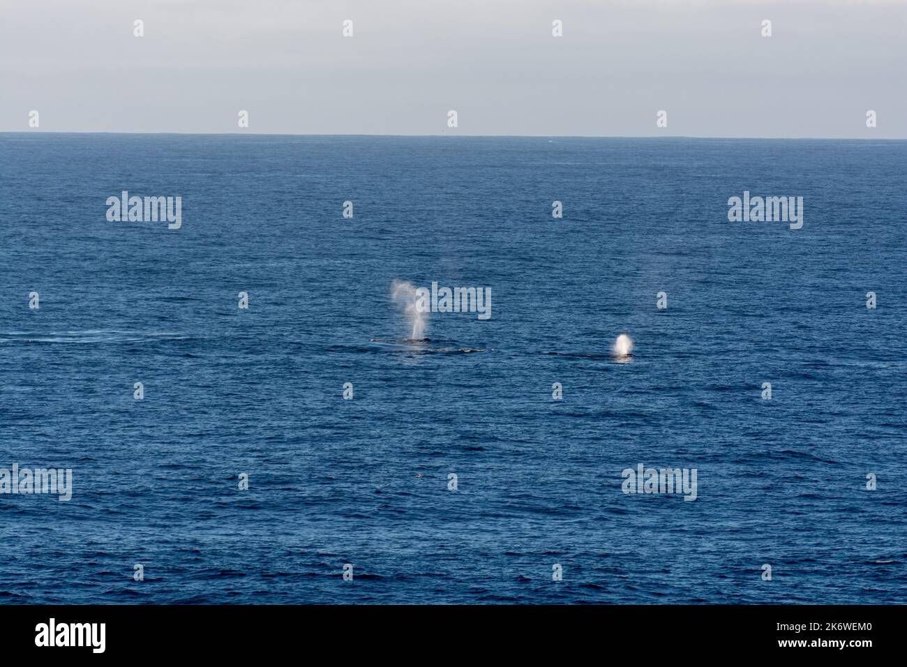 pod of whales blowing and bubble netting for food in southern ocean off ...