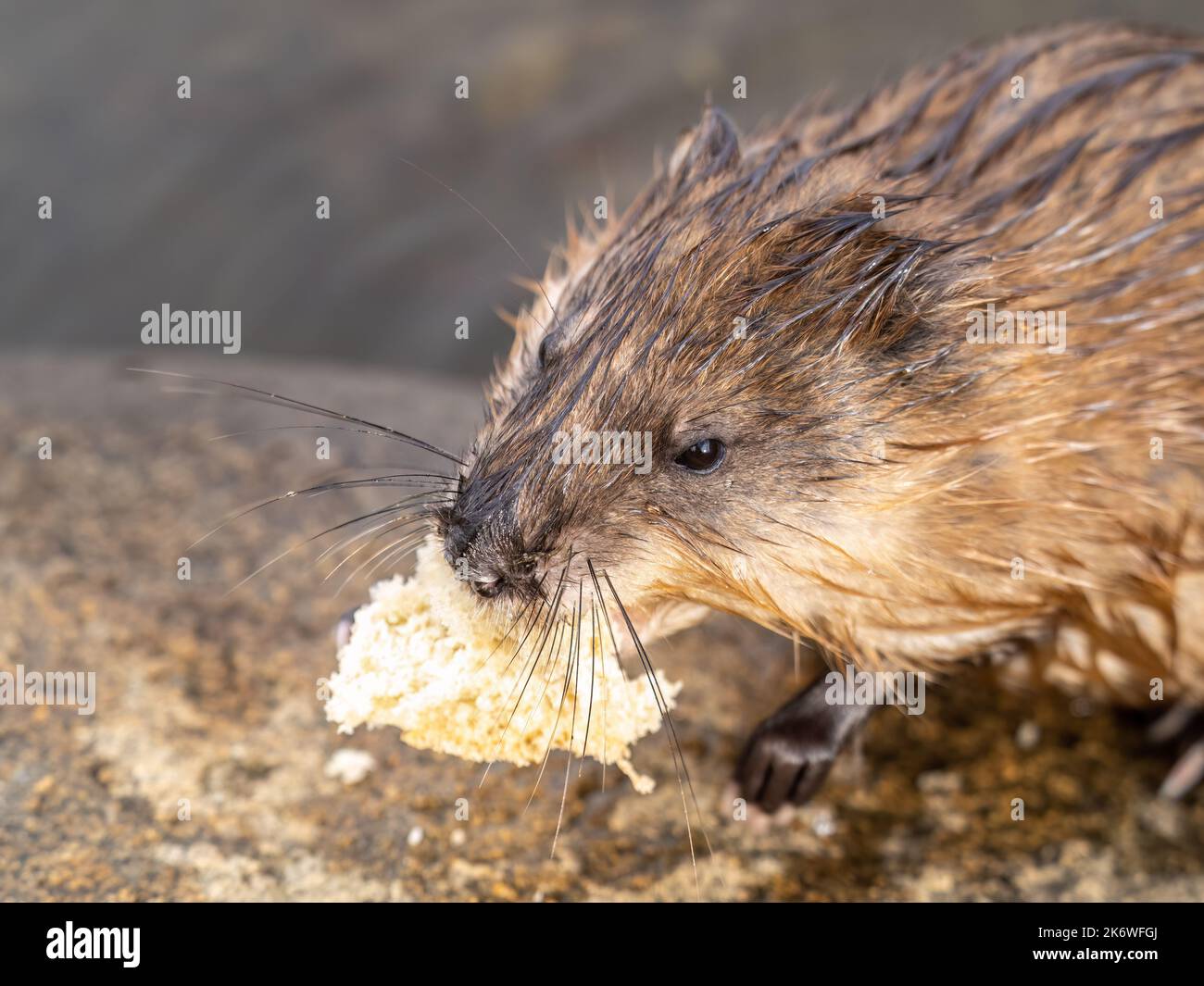 Wild animal Muskrat, Ondatra zibethicuseats, eats on the river bank ...