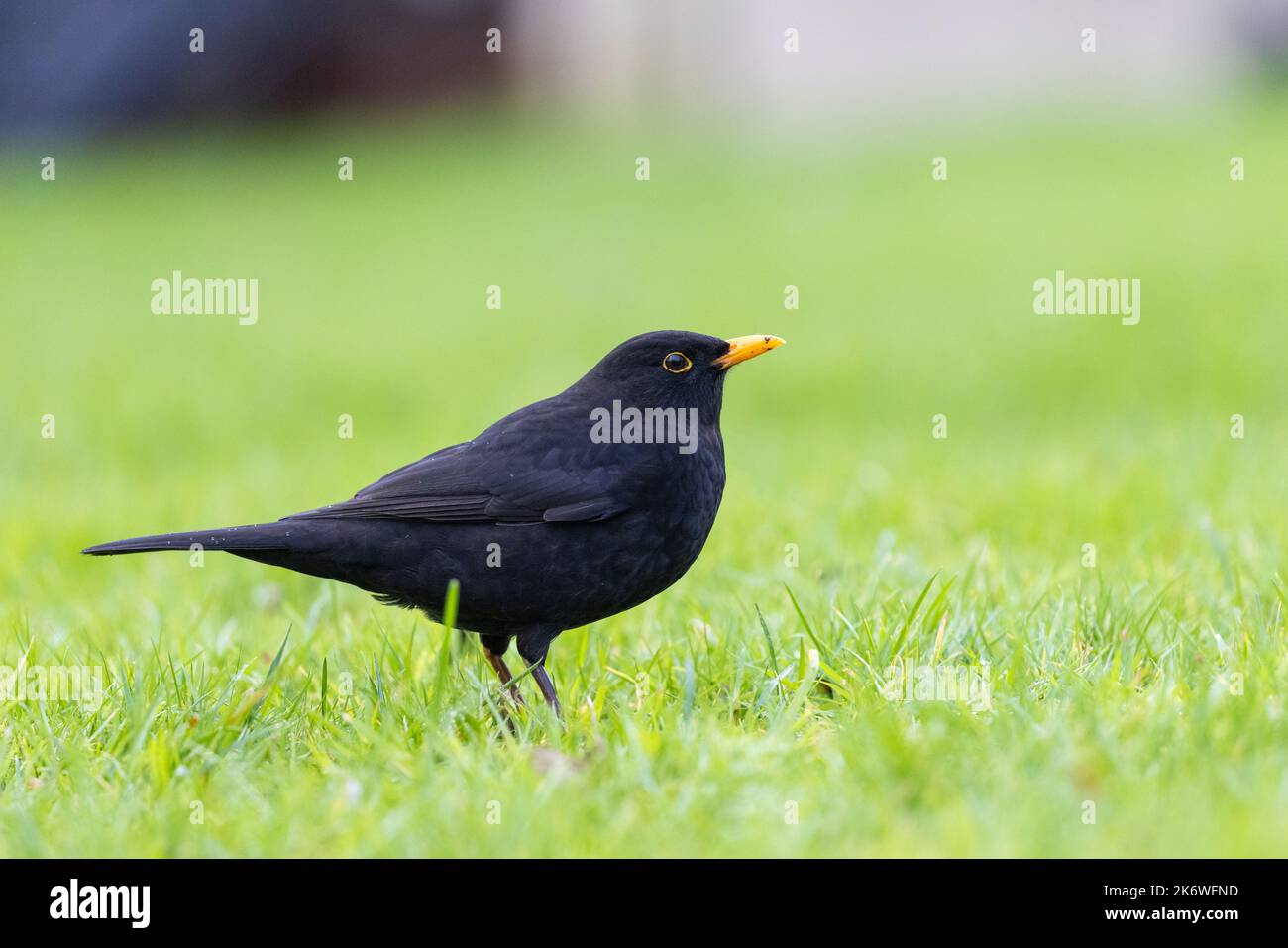 Male Blackbird [ Turdus merula ] searching for food on lawn Stock Photo ...