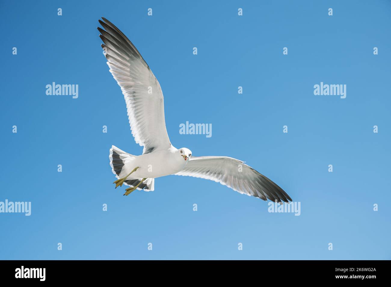 Flying seagull over blue sky Stock Photo - Alamy