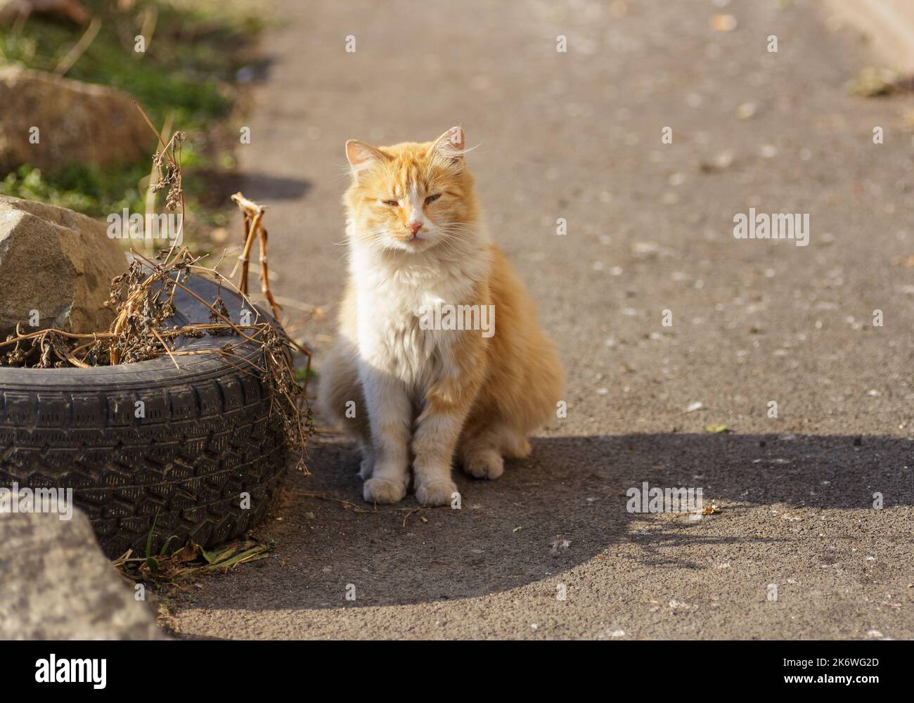 Homeless red cats on street hi-res stock photography and images - Alamy