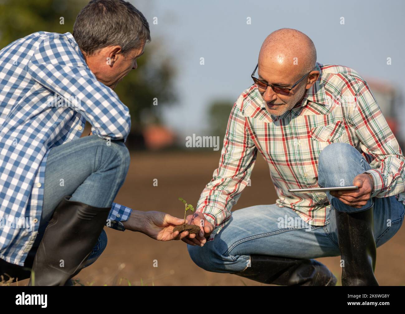 Two farmers crouching in field and checking sprout grow and soil ...