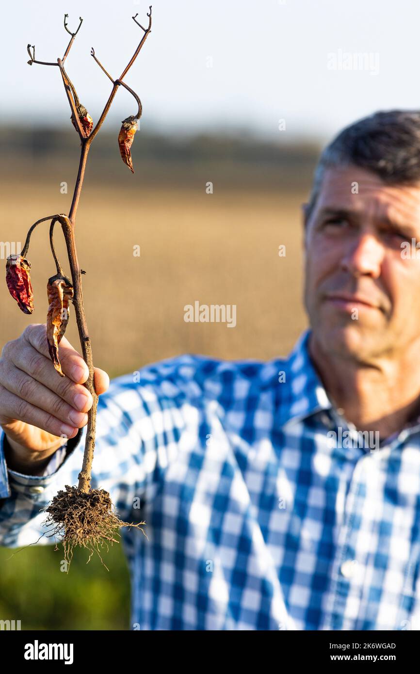 Unhappy farmer holding branch of chili pepper with disease of vegetable ...