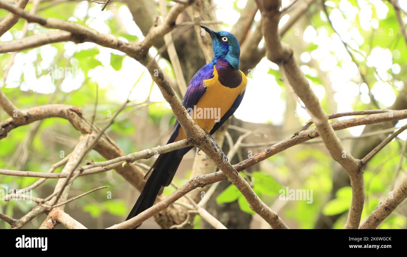 Blue and yellow bird | Bird photography Stock Photo - Alamy