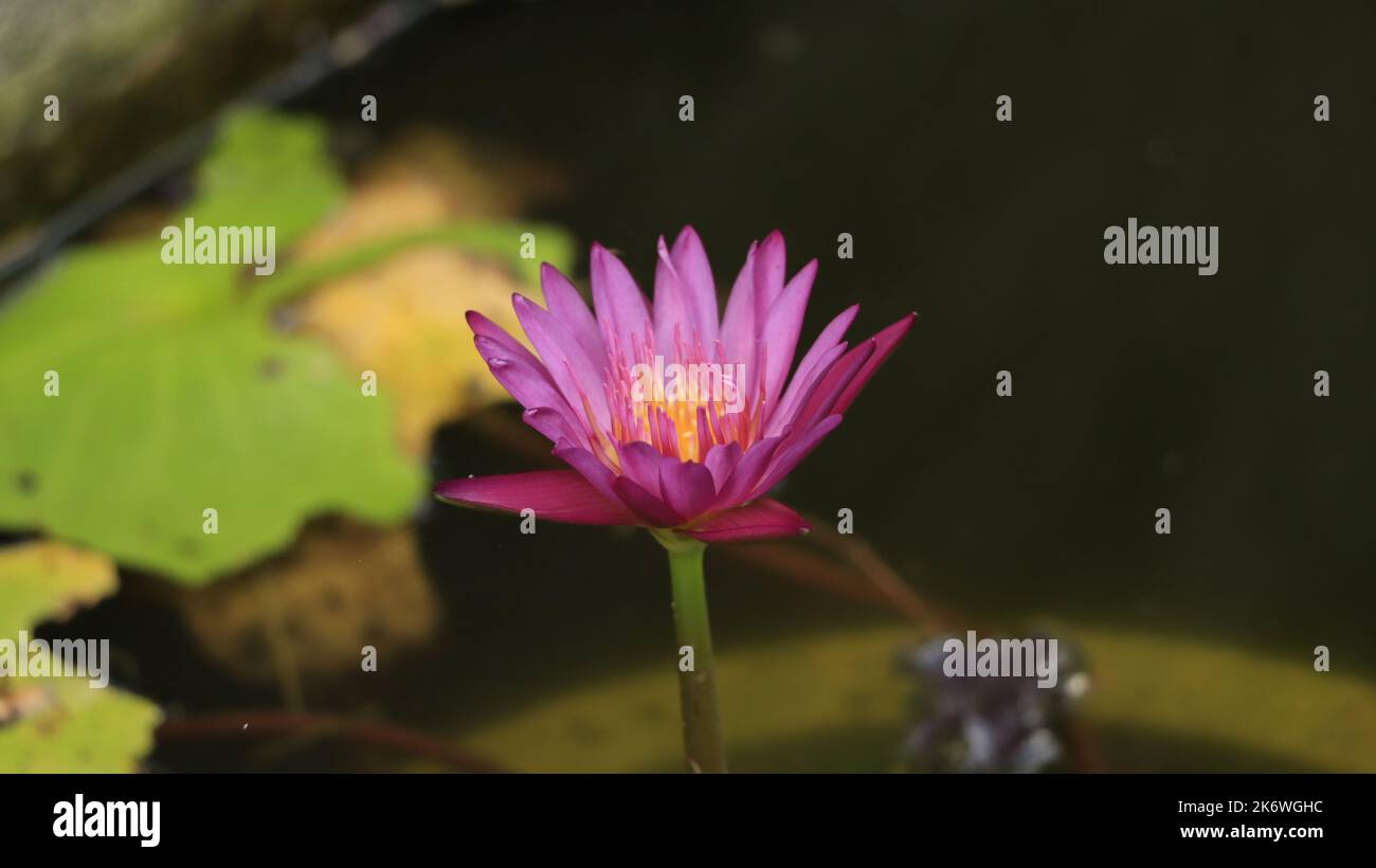 Vanna malar hi-res stock photography and images - Alamy