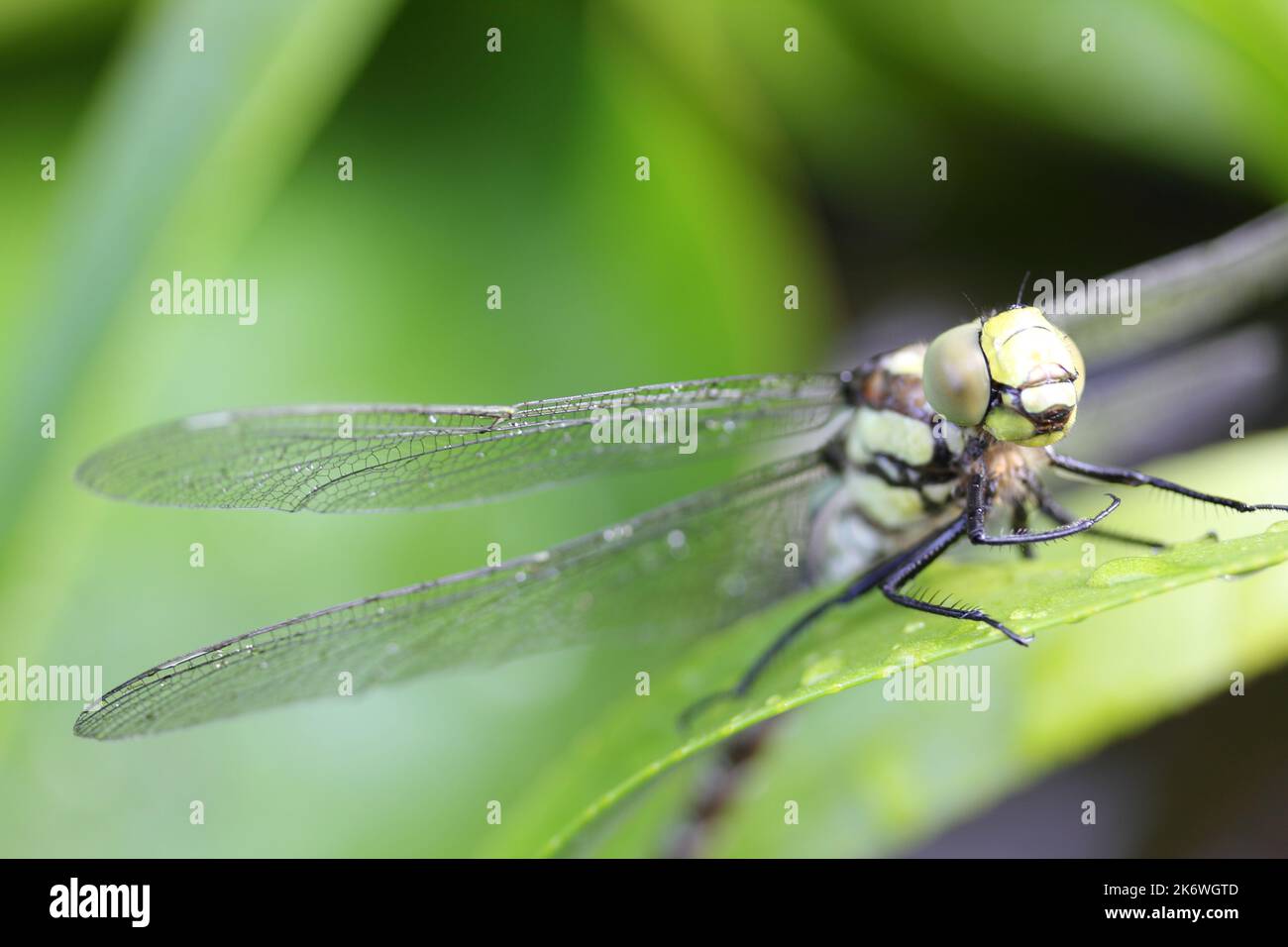 The dragonflies (Odonata) make an order within the class of insects (Insecta Stock Photo - Alamy