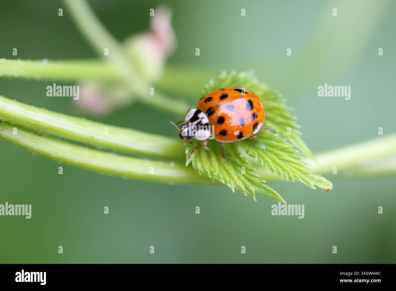 The Asian ladybird (Harmonia axyridis) is a beetle of the family of ...