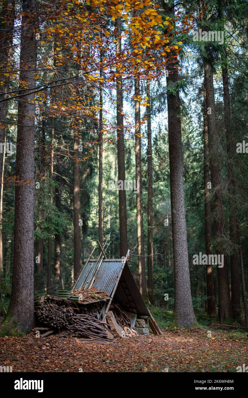 Wonderful restored hut in the Asiago wood Stock Photo - Alamy