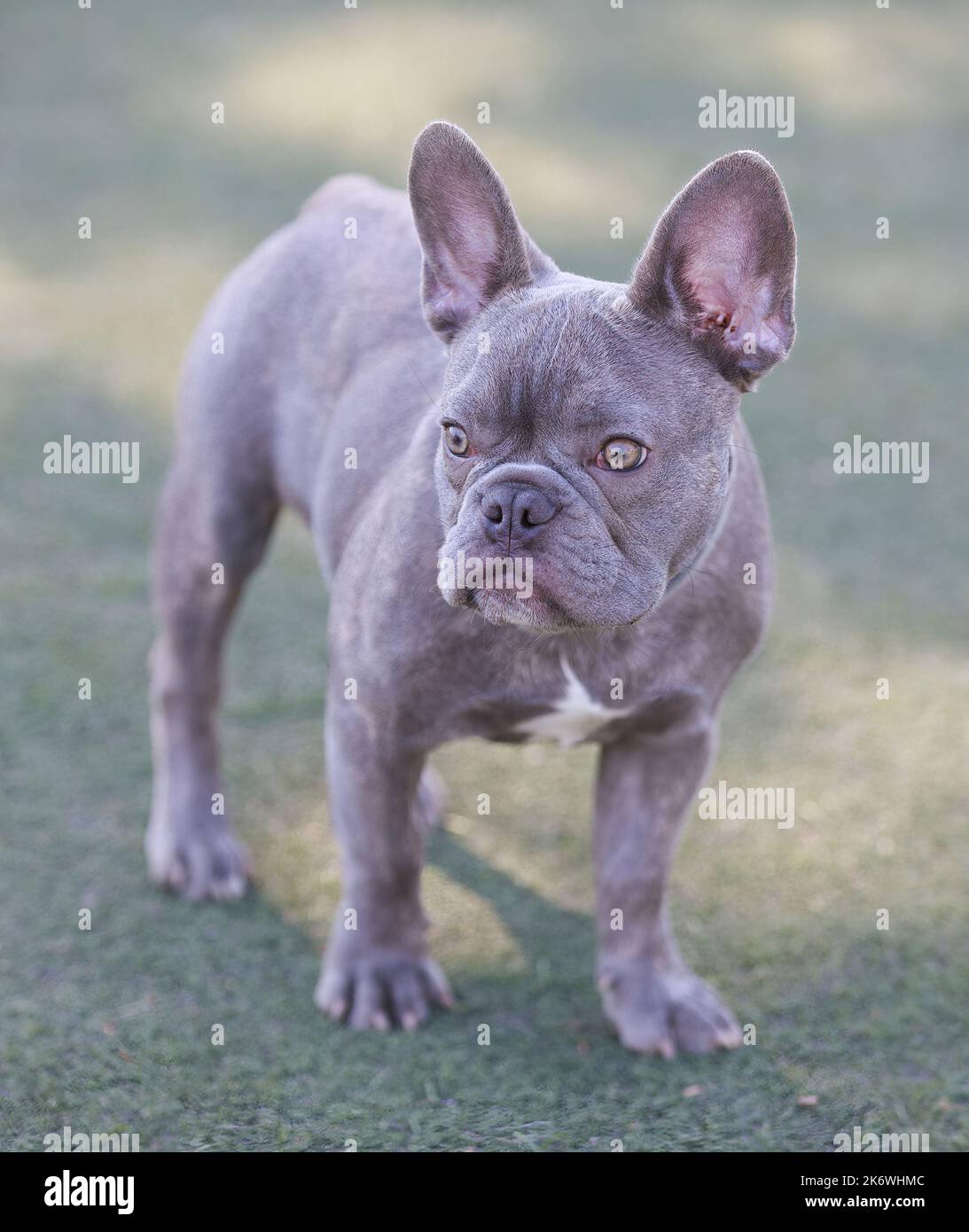 5-Months-Old Lilac Frenchie Male Puppy. Off-leash dog park in Northern ...