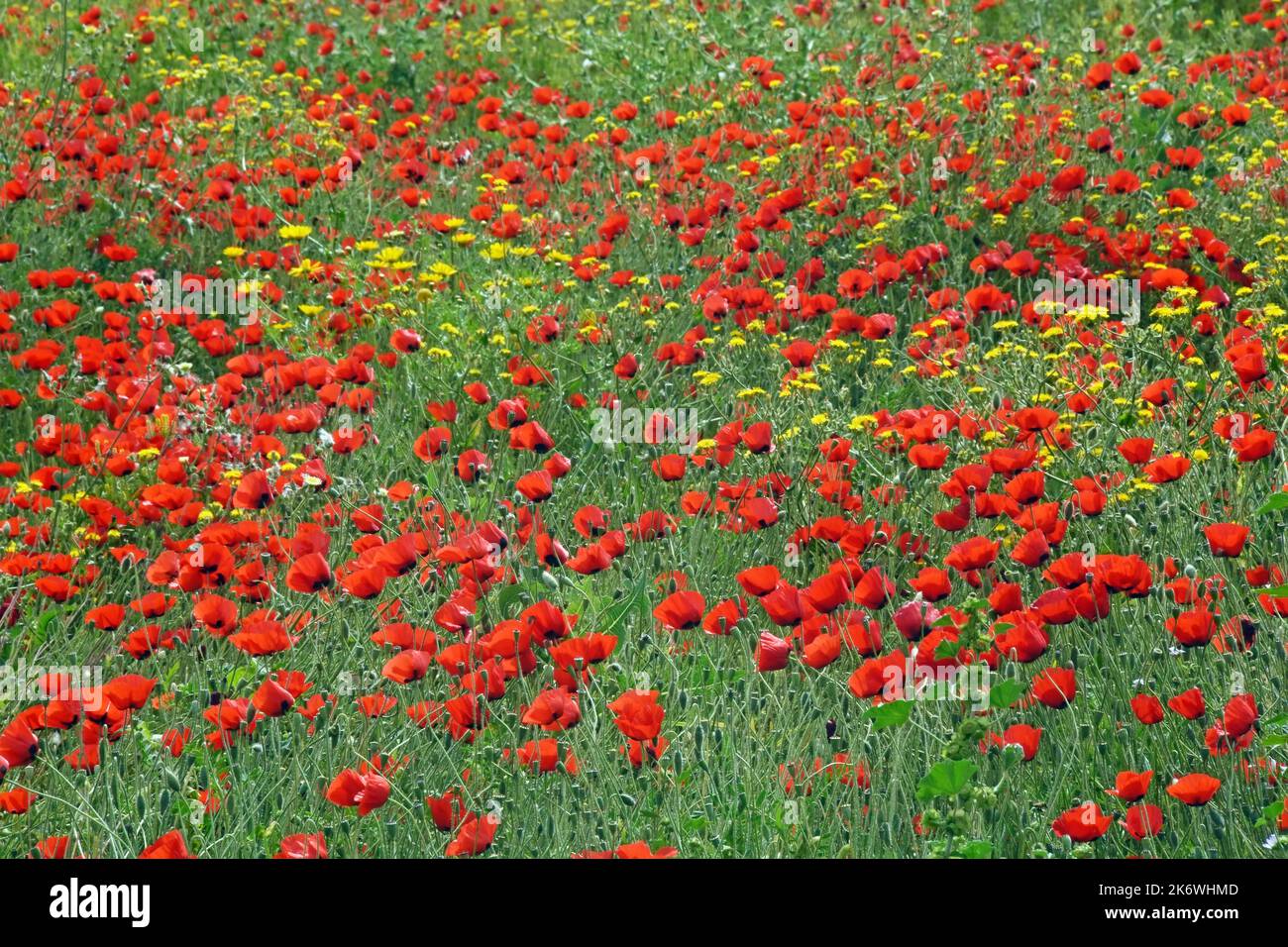 Wildflowers poppy field hi-res stock photography and images - Alamy