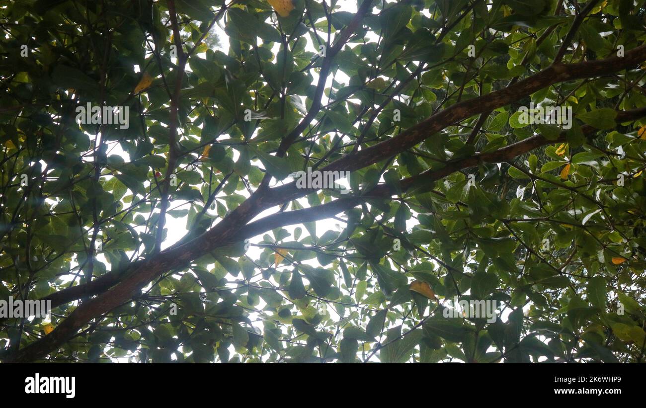 tree with dense leaves in the portrait from below Stock Photo - Alamy