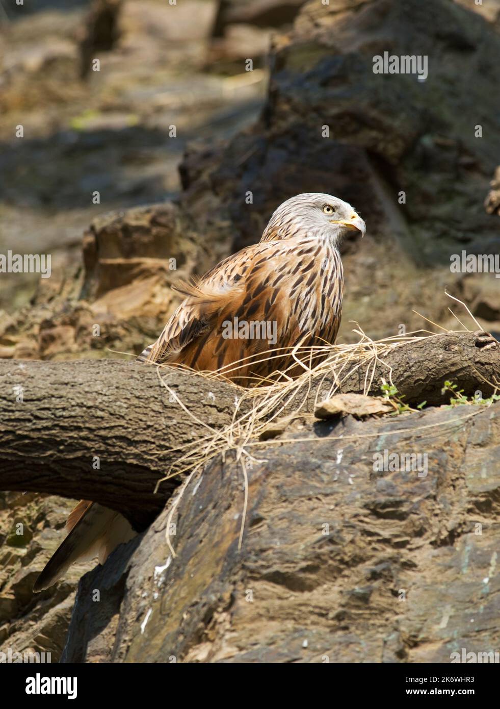 Animal red kite hi-res stock photography and images - Alamy
