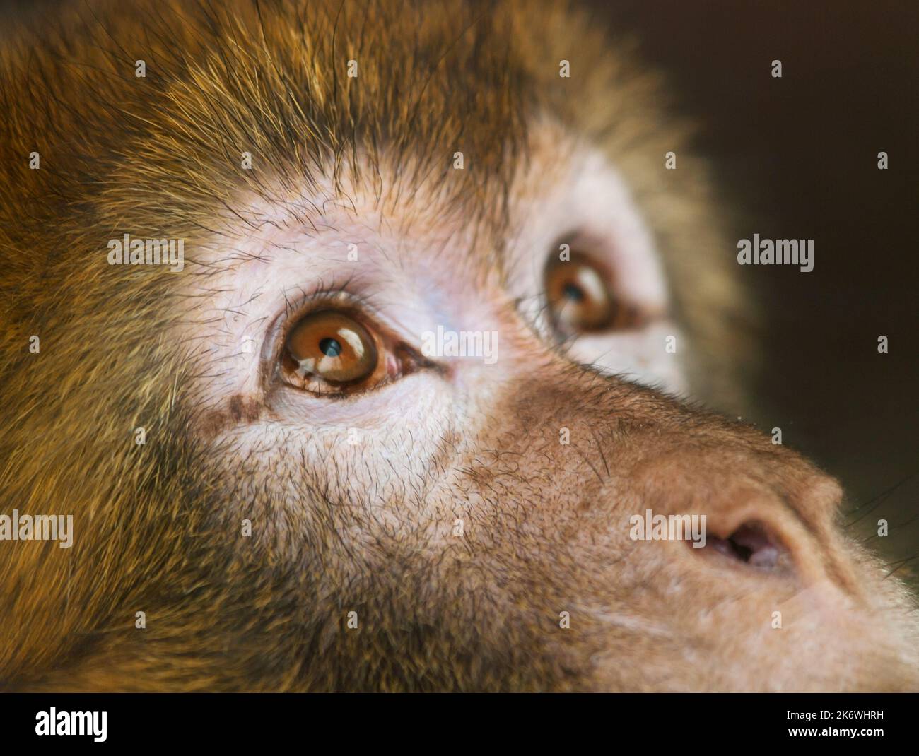 Ape detail hi-res stock photography and images - Alamy