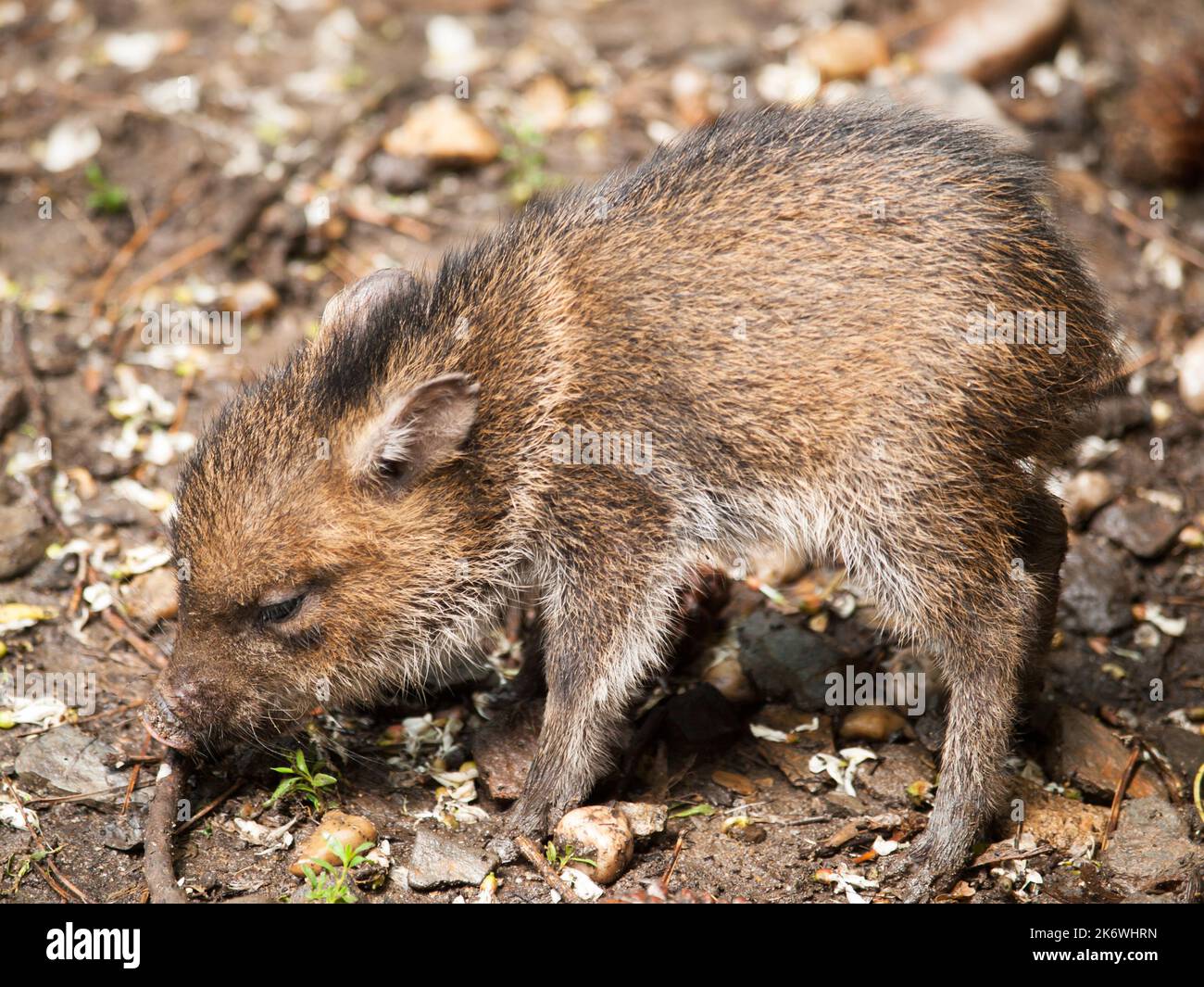Baby of Collared peccary - Pecari tajacu Stock Photo - Alamy