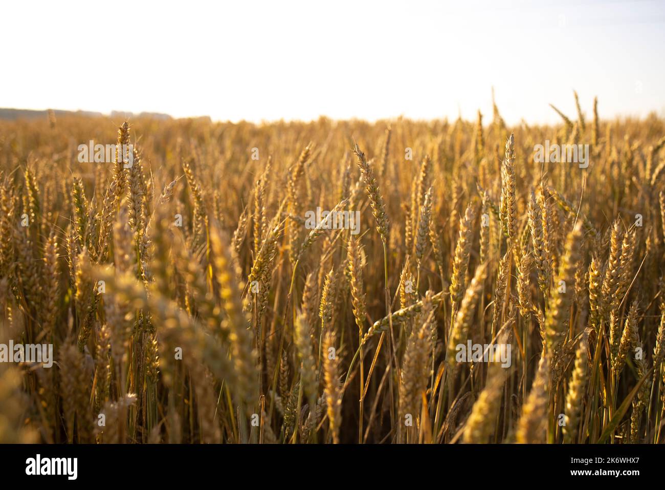 Wheat, rye field. Ears of golden wheat, rye close-up. Rural landscapes ...