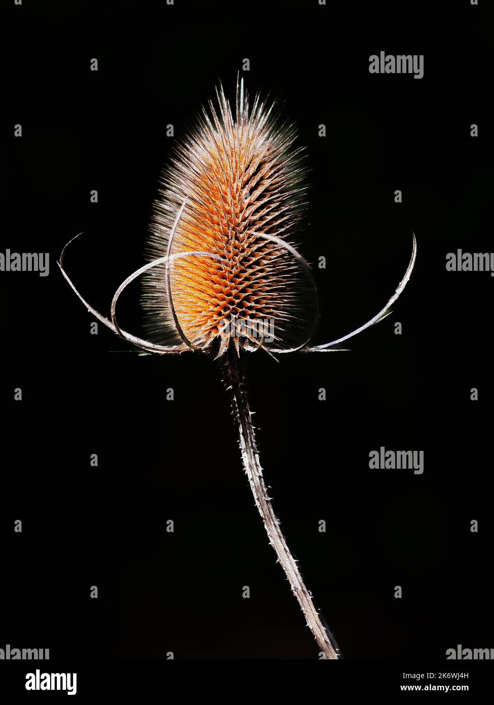Abstract thistle hi-res stock photography and images - Alamy