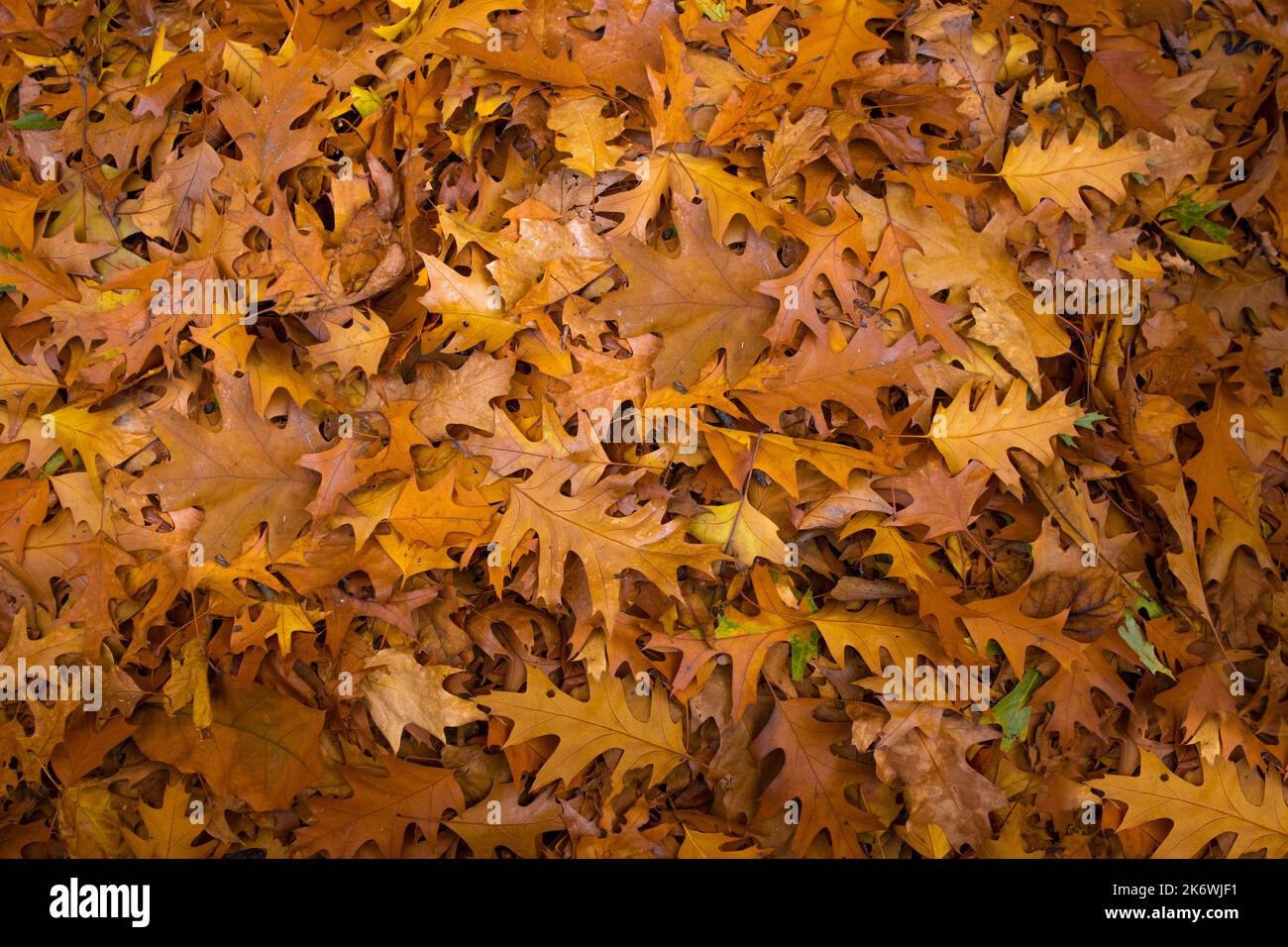 Autumn. Leaves fallen from the tree, yellow, orange, dry lie on the ground Stock Photo - Alamy