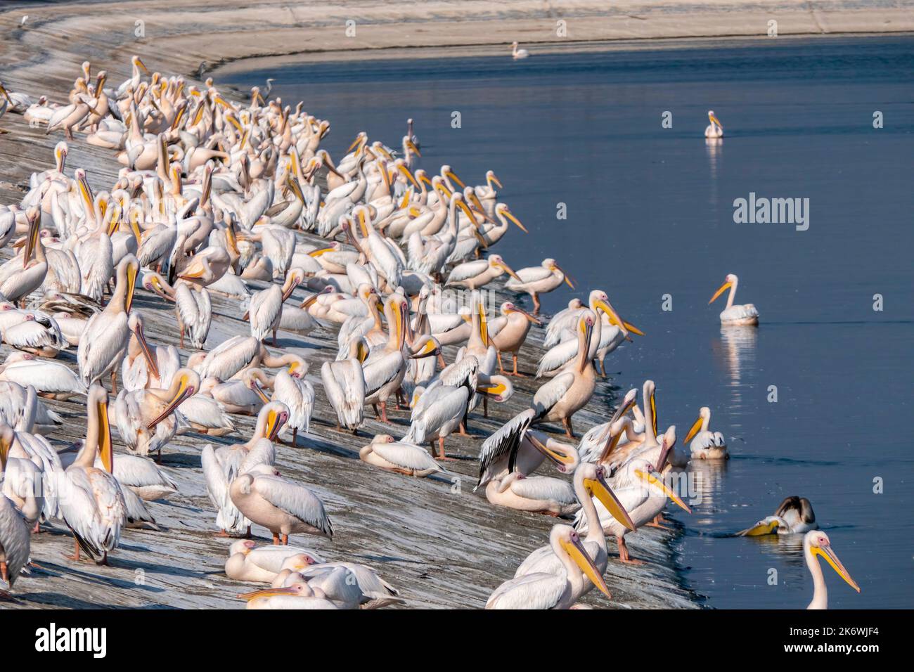 Seasonal bird migration. Great white pelican, Pelecanus onocrotalus or ...