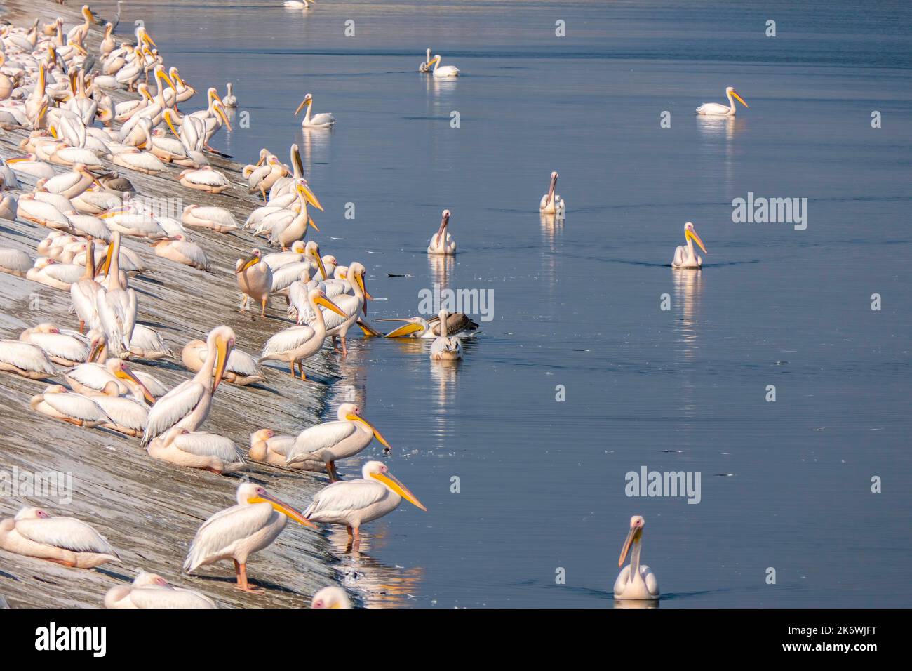 Seasonal bird migration. Great white pelican, Pelecanus onocrotalus or ...