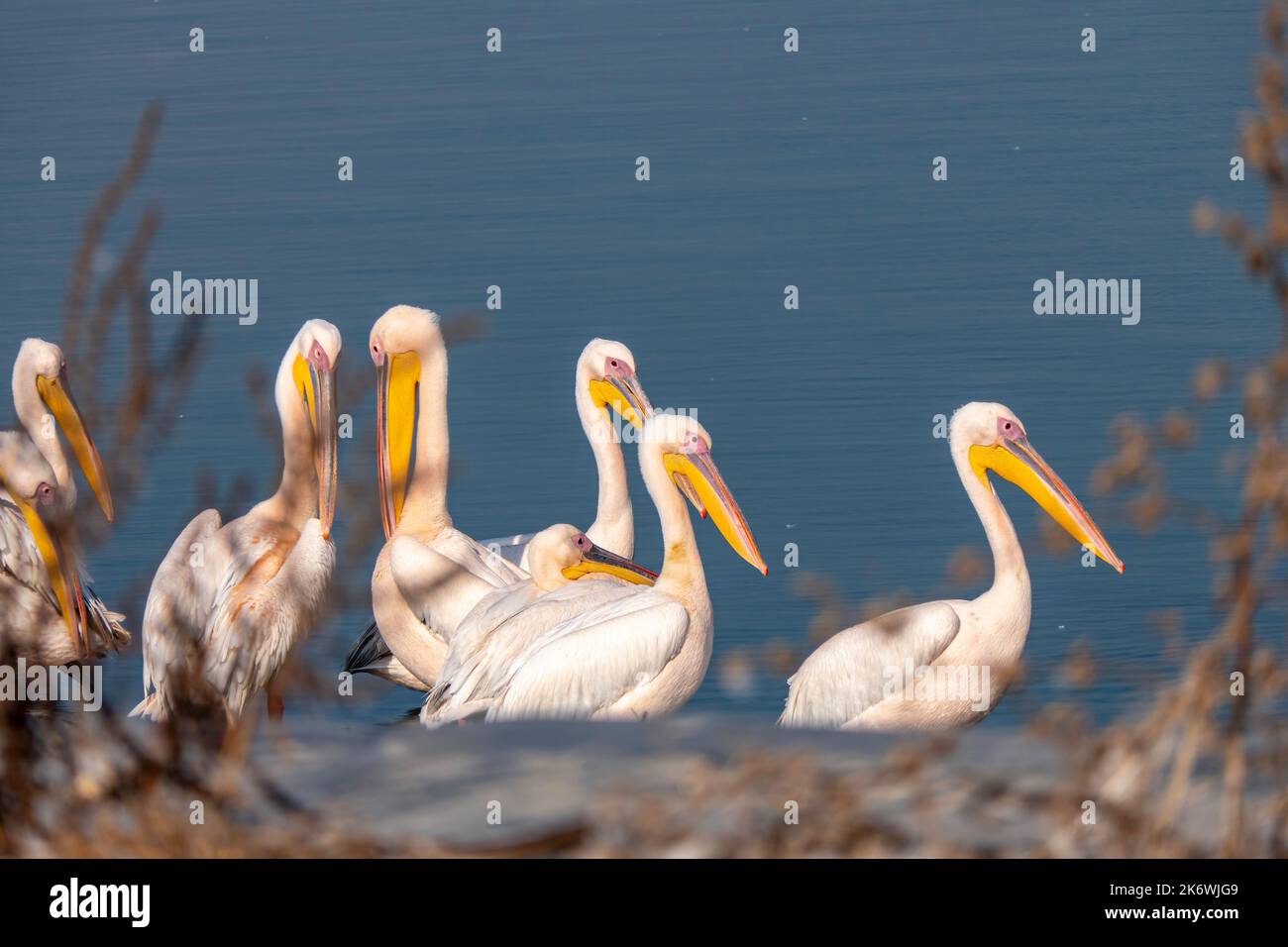 Seasonal bird migration. Great white pelican, Pelecanus onocrotalus or ...