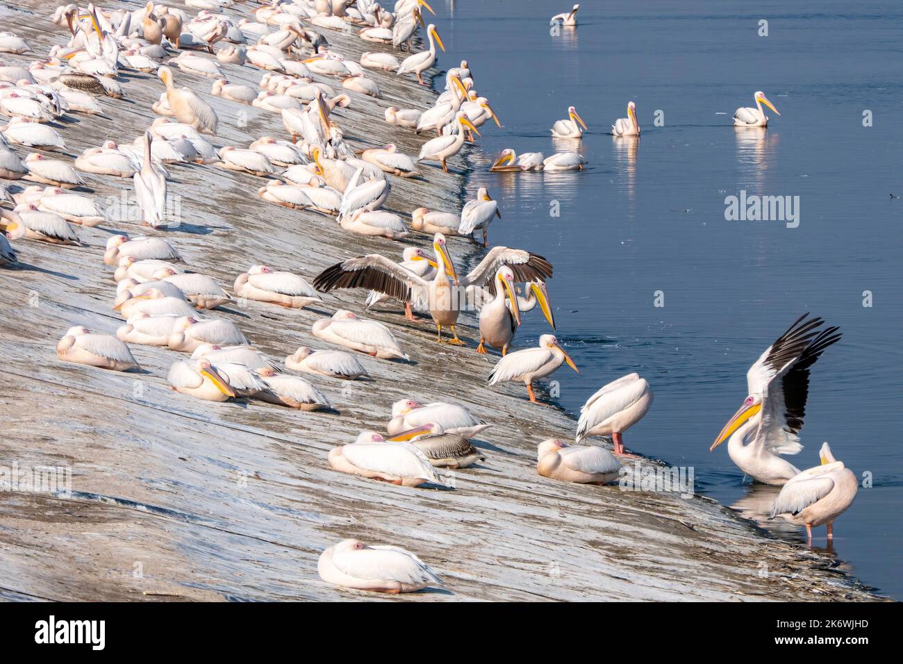 Seasonal bird migration. Great white pelican, Pelecanus onocrotalus or ...