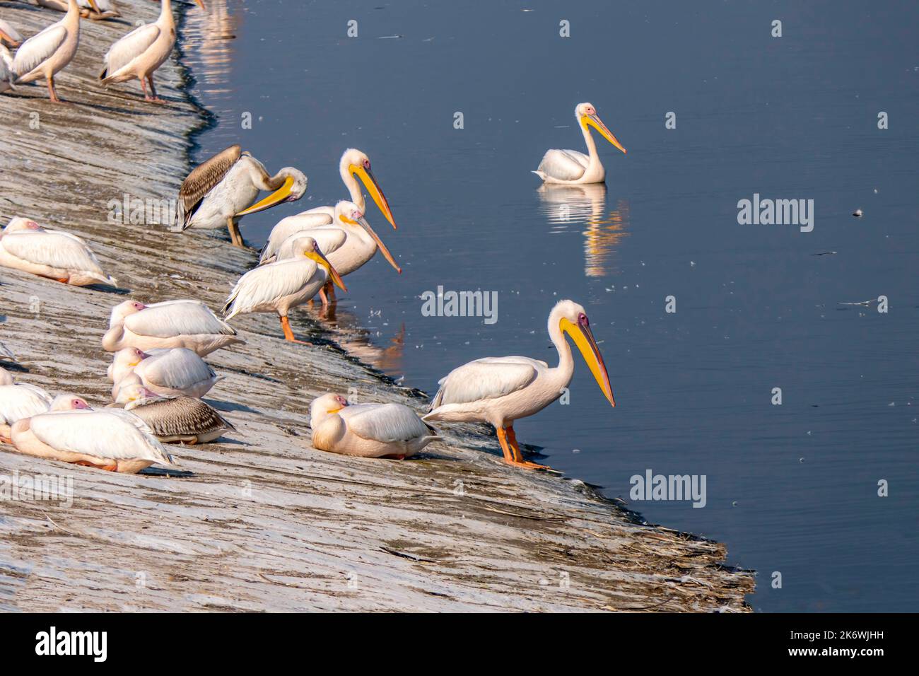 Seasonal bird migration. Great white pelican, Pelecanus onocrotalus or ...