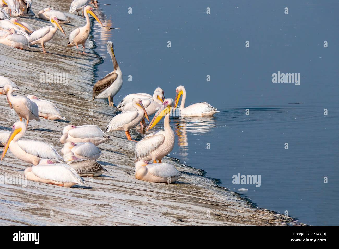 Seasonal bird migration. Great white pelican, Pelecanus onocrotalus or ...