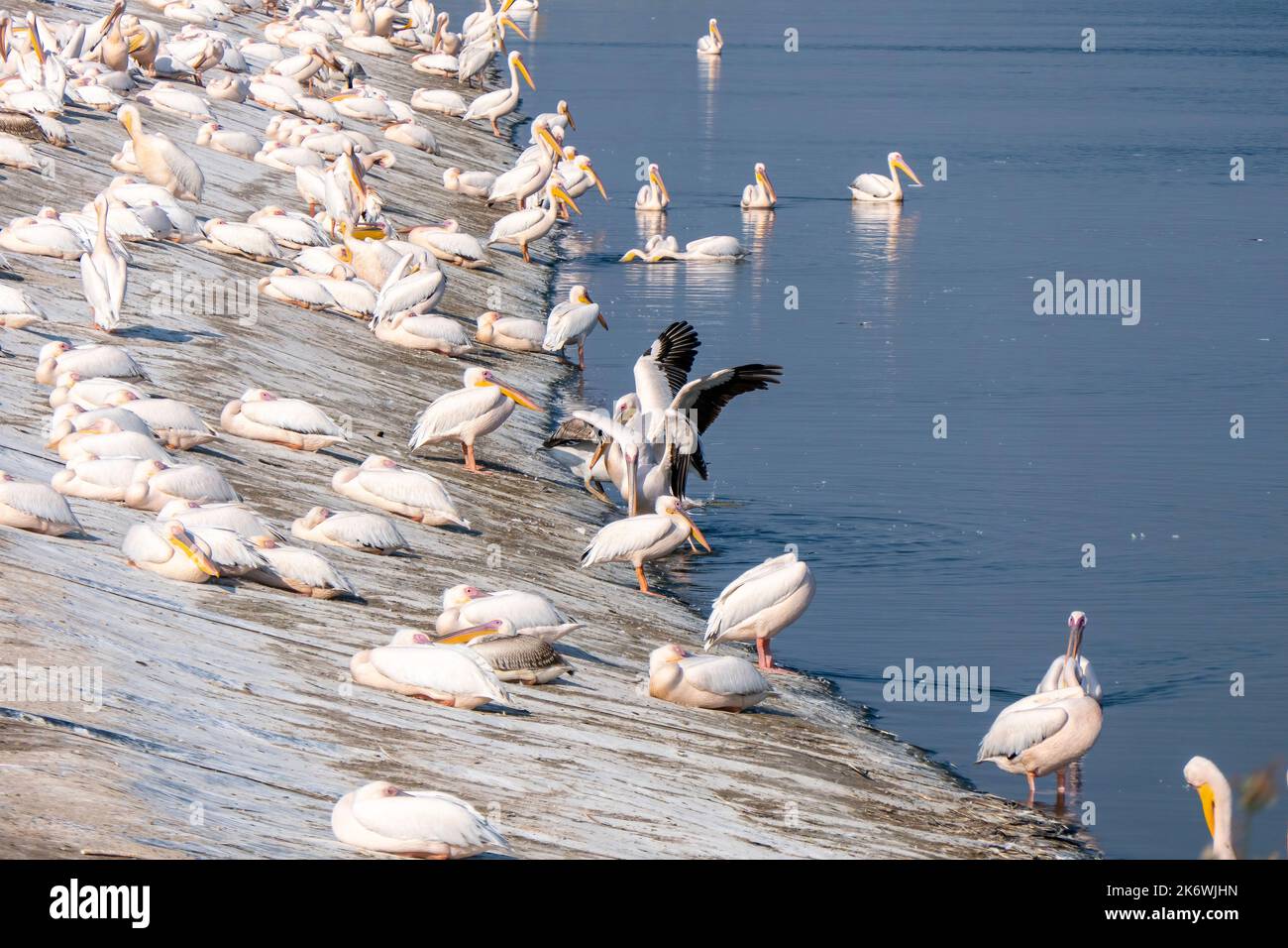 Seasonal bird migration. Great white pelican, Pelecanus onocrotalus or ...