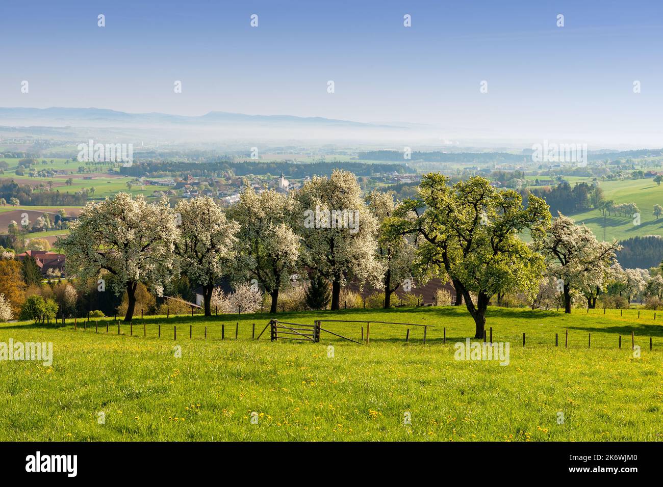 Tree blossom, Mostviertel, Austria, Lower Austria Stock Photo - Alamy