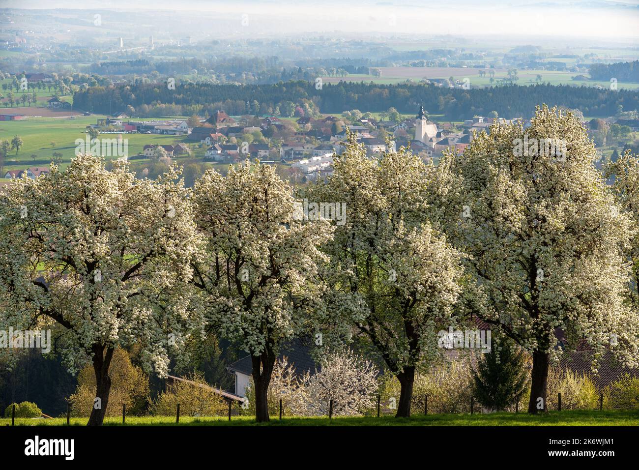 Tree blossom, Mostviertel, Austria, Lower Austria Stock Photo - Alamy