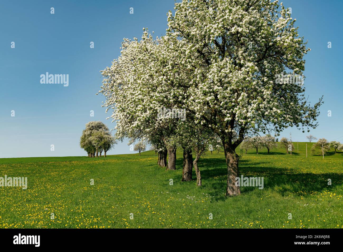 Tree blossom, Mostviertel, Austria, Lower Austria Stock Photo - Alamy
