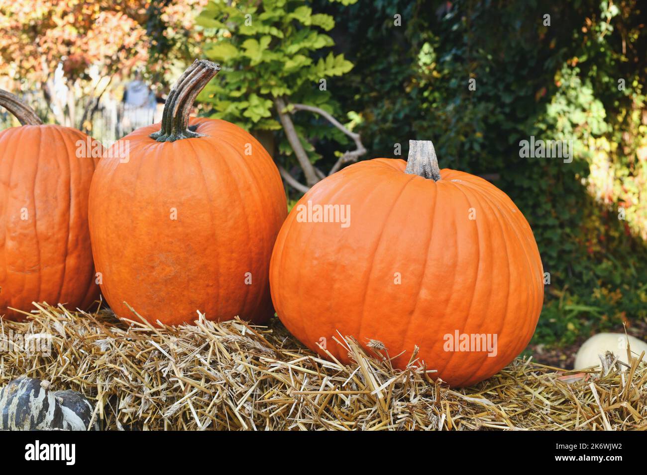 Thanksgiving halloween hi-res stock photography and images - Alamy
