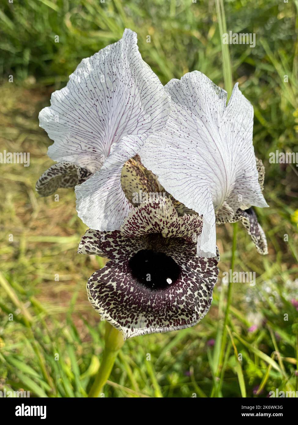 Iris Flower. White Iris, also known as the Nazareth iris Stock Photo ...