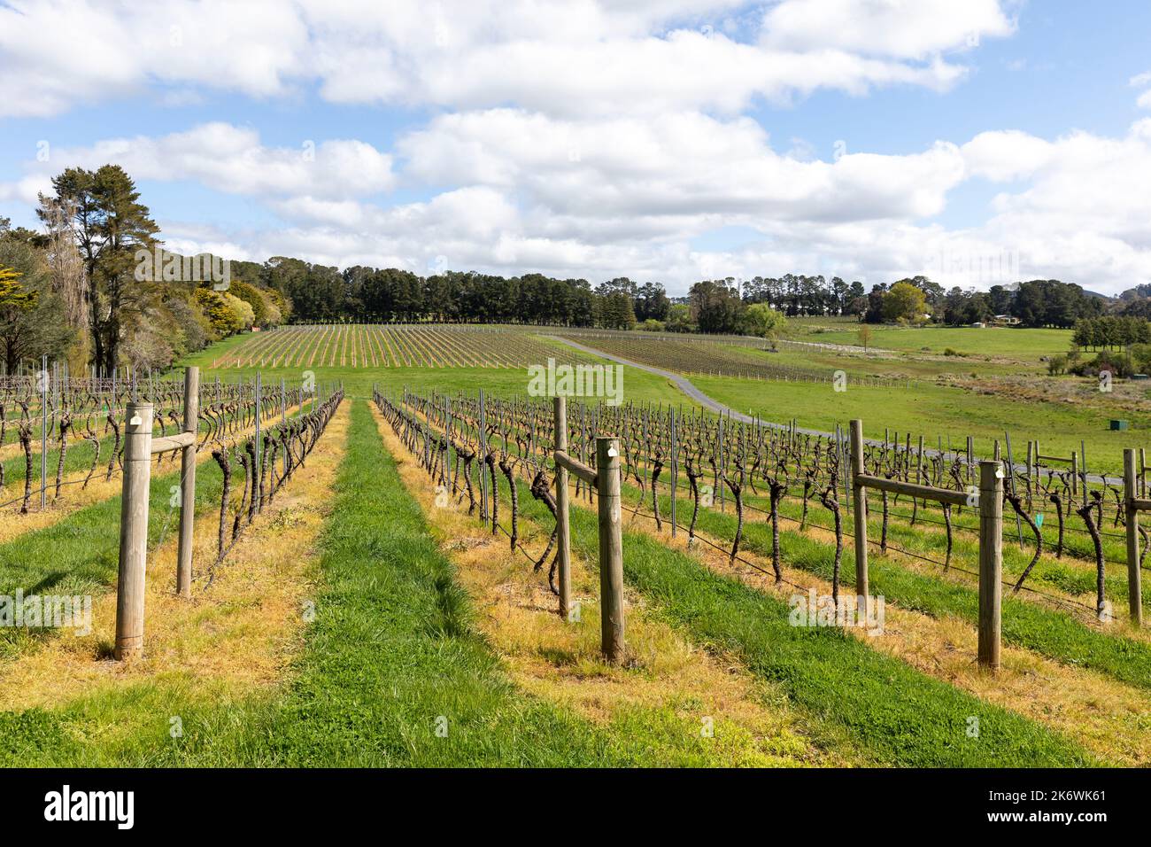 Colmar estate vineyard and winery in Orange NSW,central western region ...