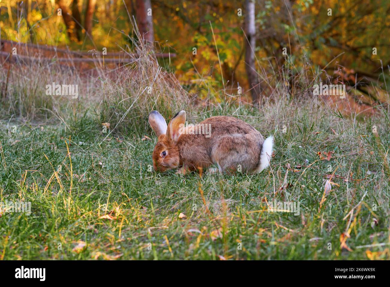 Wildlife 4k rabbit hi-res stock photography and images - Alamy