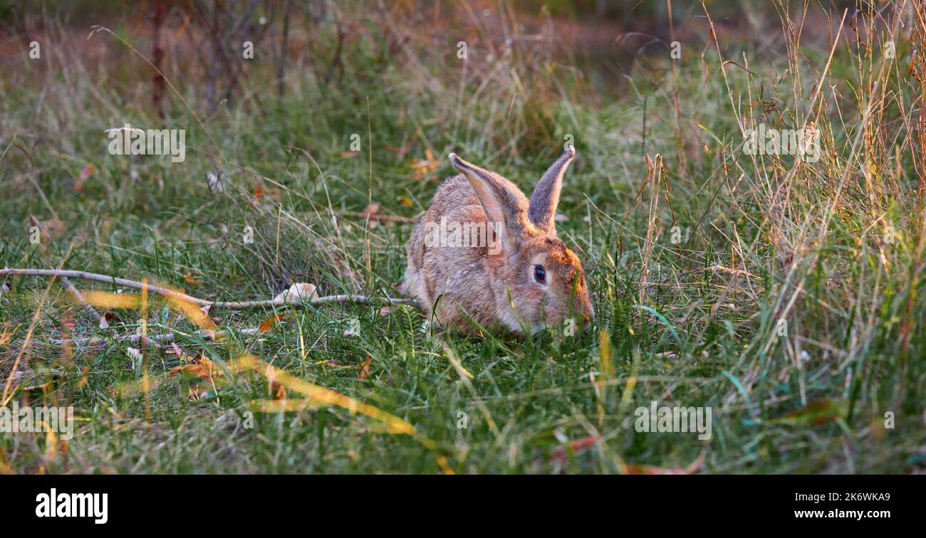 Rabbit in forest 4k video hi-res stock photography and images - Alamy