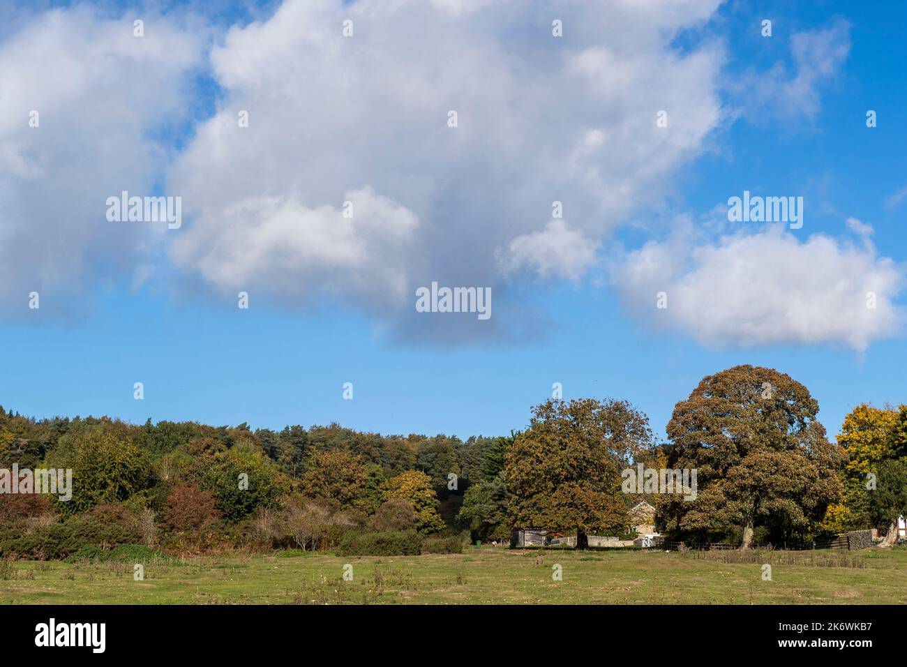 Bircher common hi-res stock photography and images - Alamy