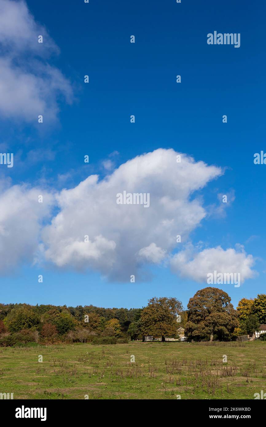 Bircher common hi-res stock photography and images - Alamy